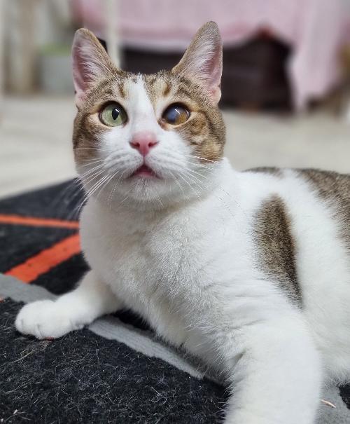 SPA Marseille Provence - Les animaux du refuge