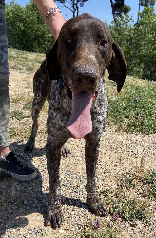 SPA Marseille Provence - Les animaux du refuge