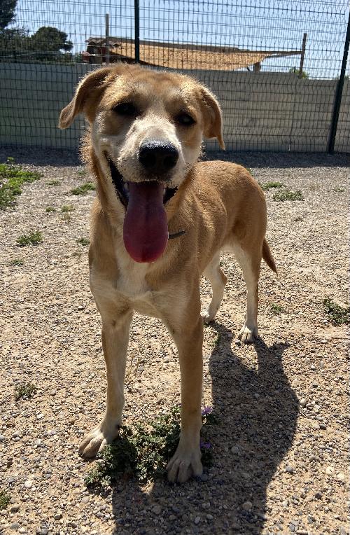 SPA Marseille Provence - Les animaux du refuge
