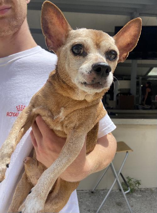 SPA Marseille Provence - Les animaux du refuge